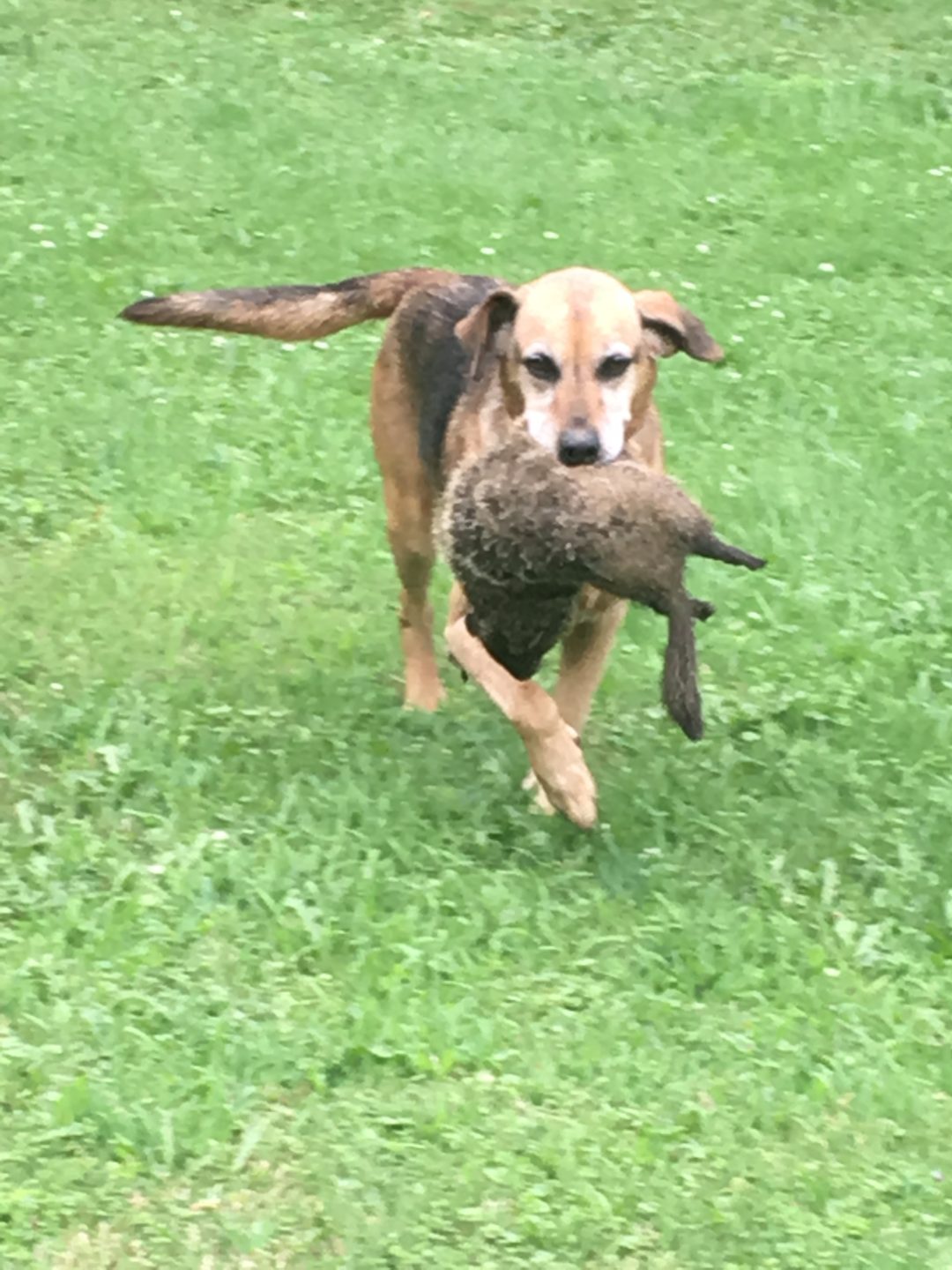 Ruby the Wonder Dog Takes the Title | J. Andersen Books